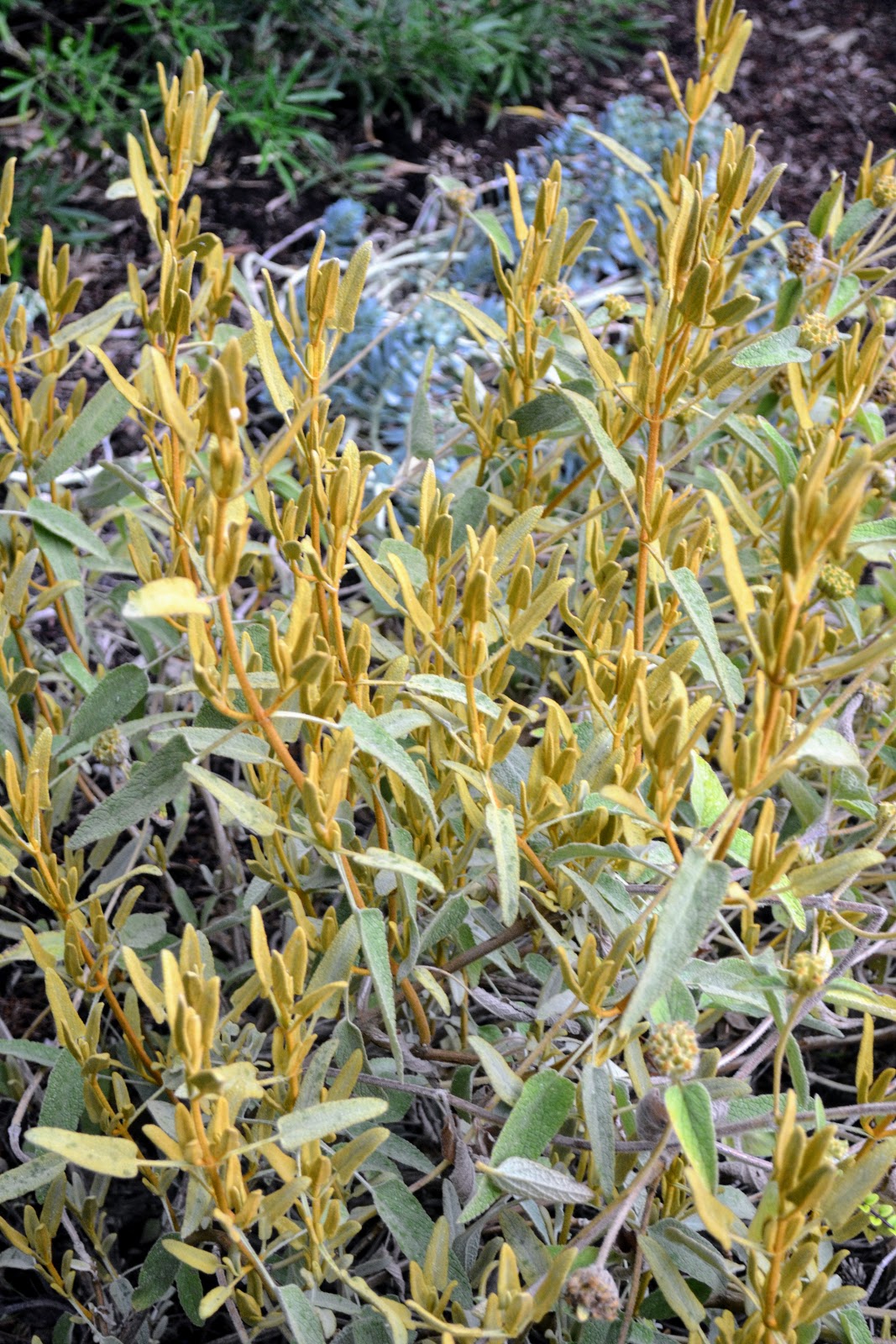 The Outlaw Gardener: Revisiting The Brindley Garden