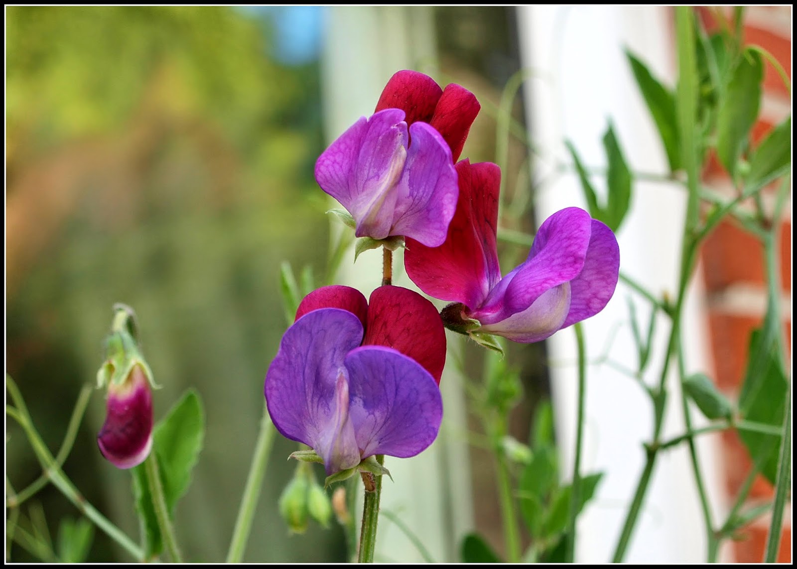 Mark's Veg Plot: Sweet Pea Gallery