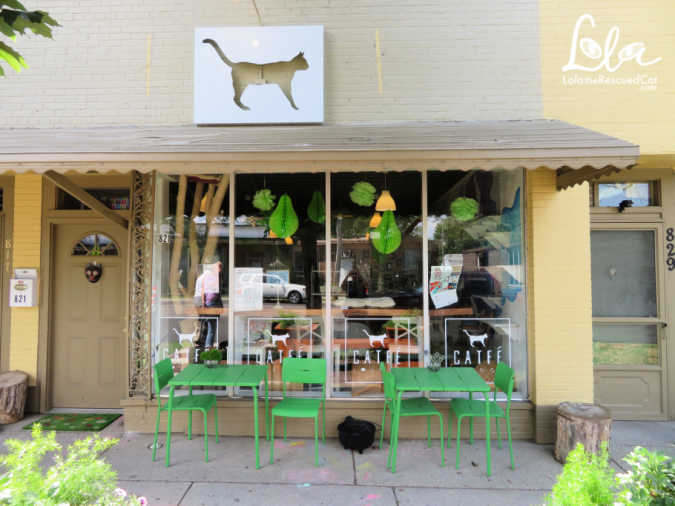 Lola on the Road: Catfé Lounge (Ferndale, MI) | Lola The Rescued Cat