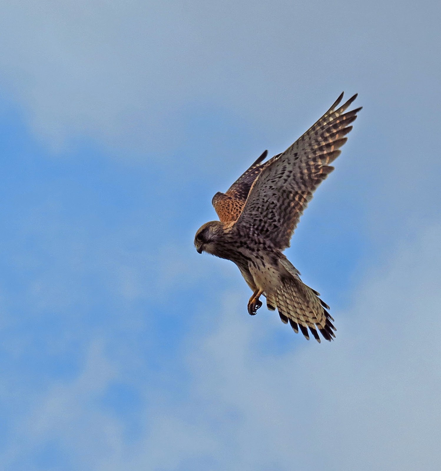 Hedgeland Tales: The Windhover