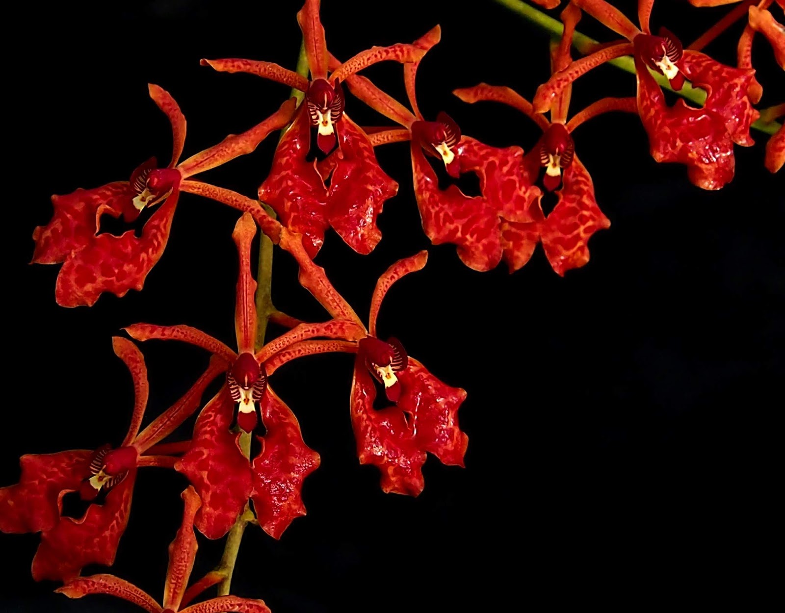 Set your orchid collection on fire with the Fire Orchid (Renanthera ...