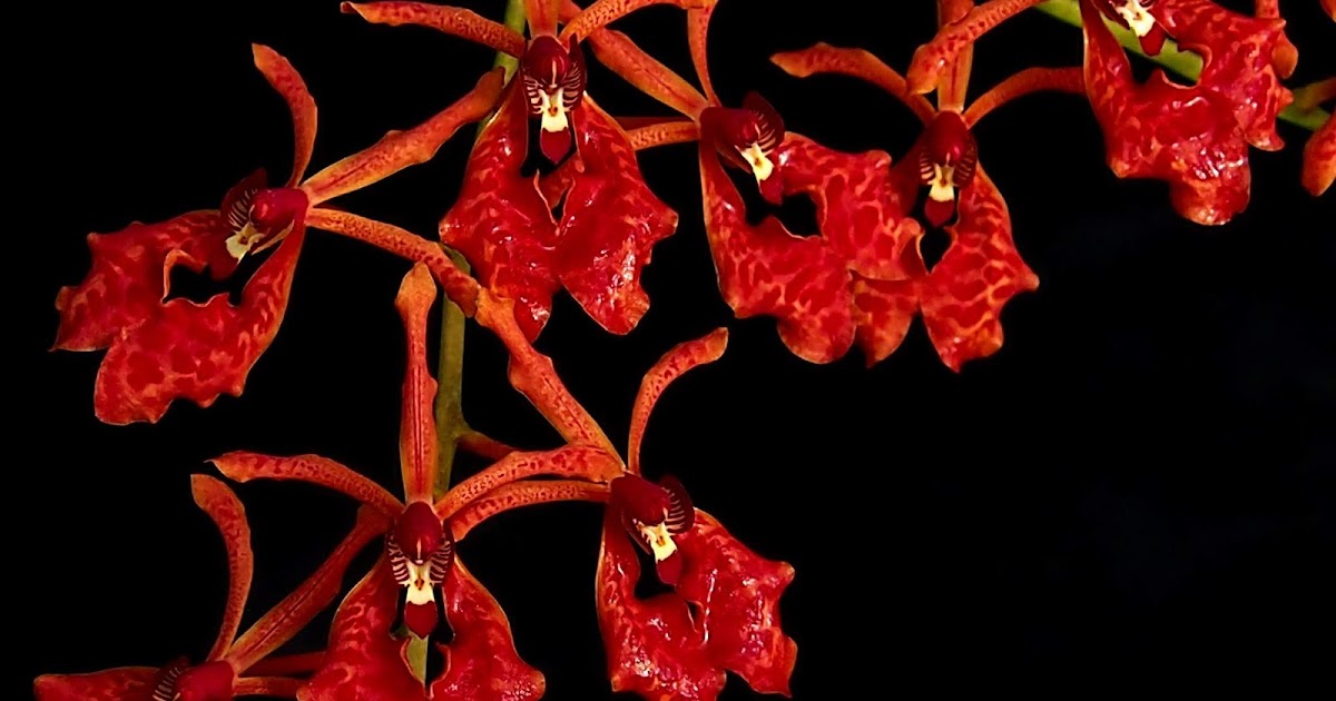 Set your orchid collection on fire with the Fire Orchid (Renanthera ...