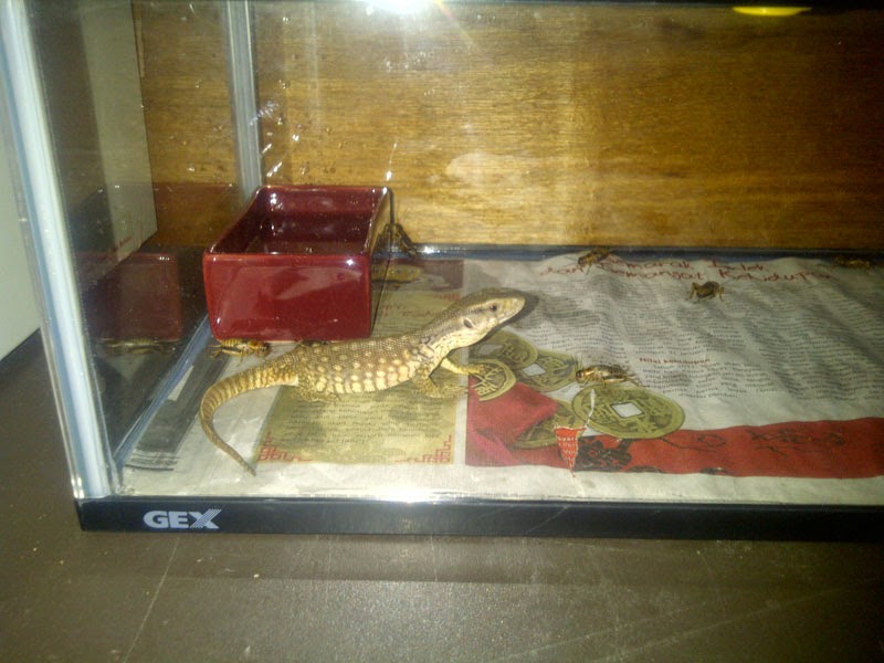 Savannah Monitor | DuniaReptiler