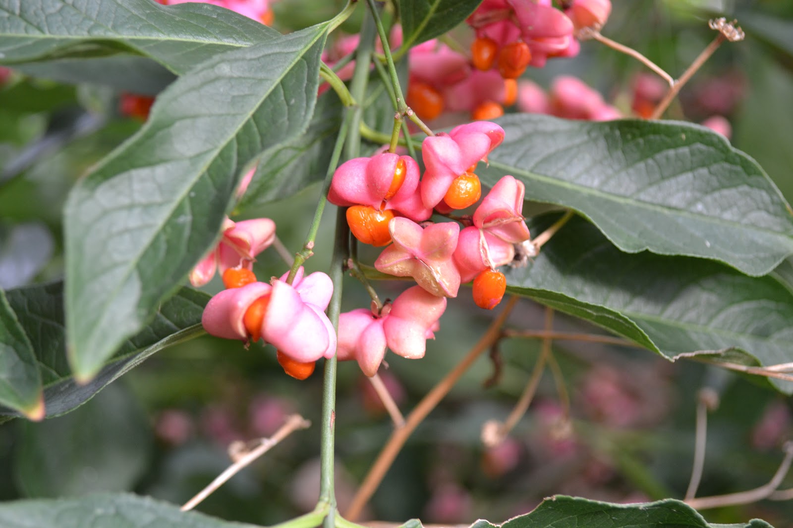 The Outlaw Gardener: Euonymus europaeus 'Red Ace'
