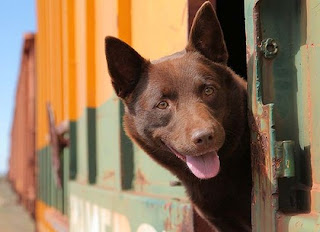 Red Dog: The Cast of Red Dog