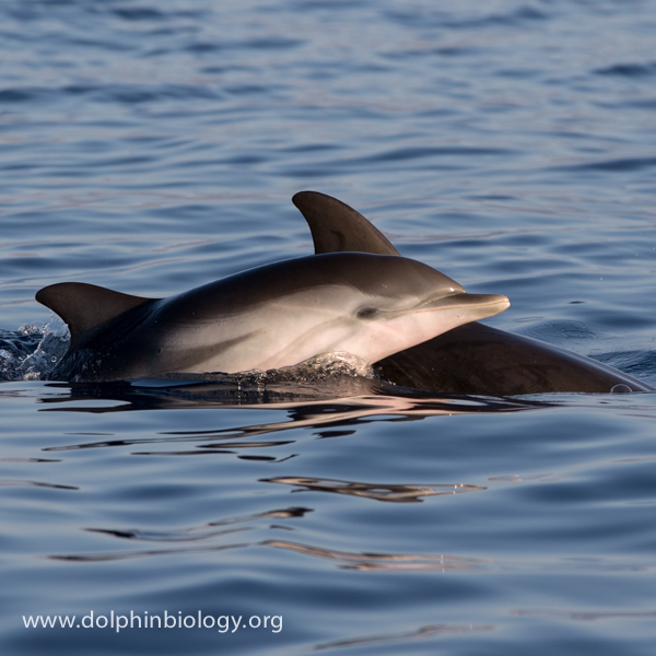Dolphin Biology and Conservation: Juvenile striped dolphin