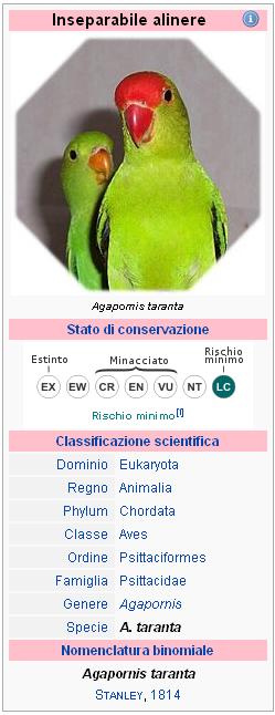 AP: About Parrot allevamento pappagalli: L'inseparabile alinere ...