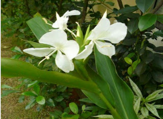 Tanaman Gandasuli - Catatan Seorang Hamba