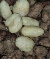 Anim Agro Technology: KENTANG JEMBUT - SUDAH DILUPAKAN