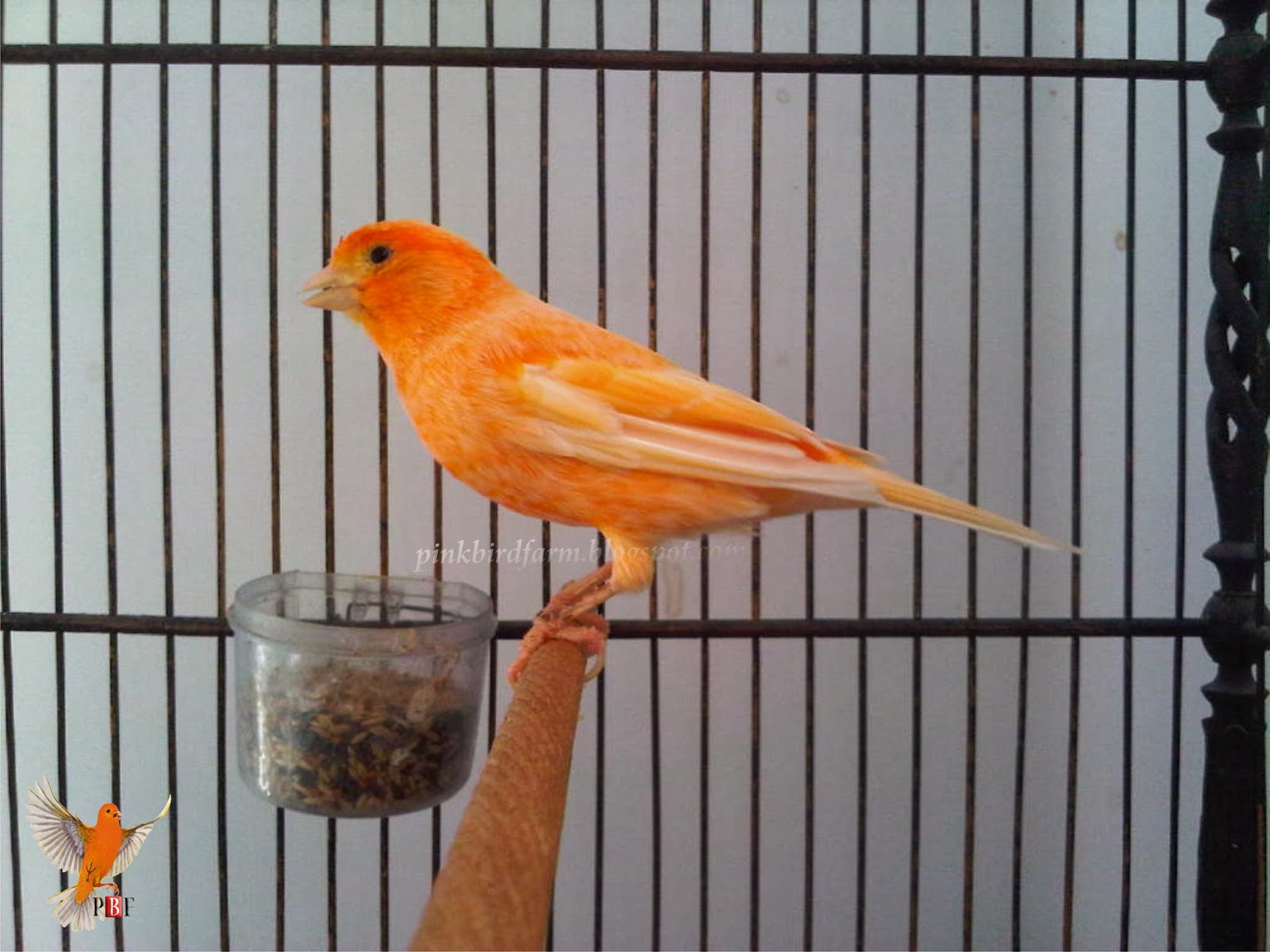 KENARI AF | PINK BIRD FARM