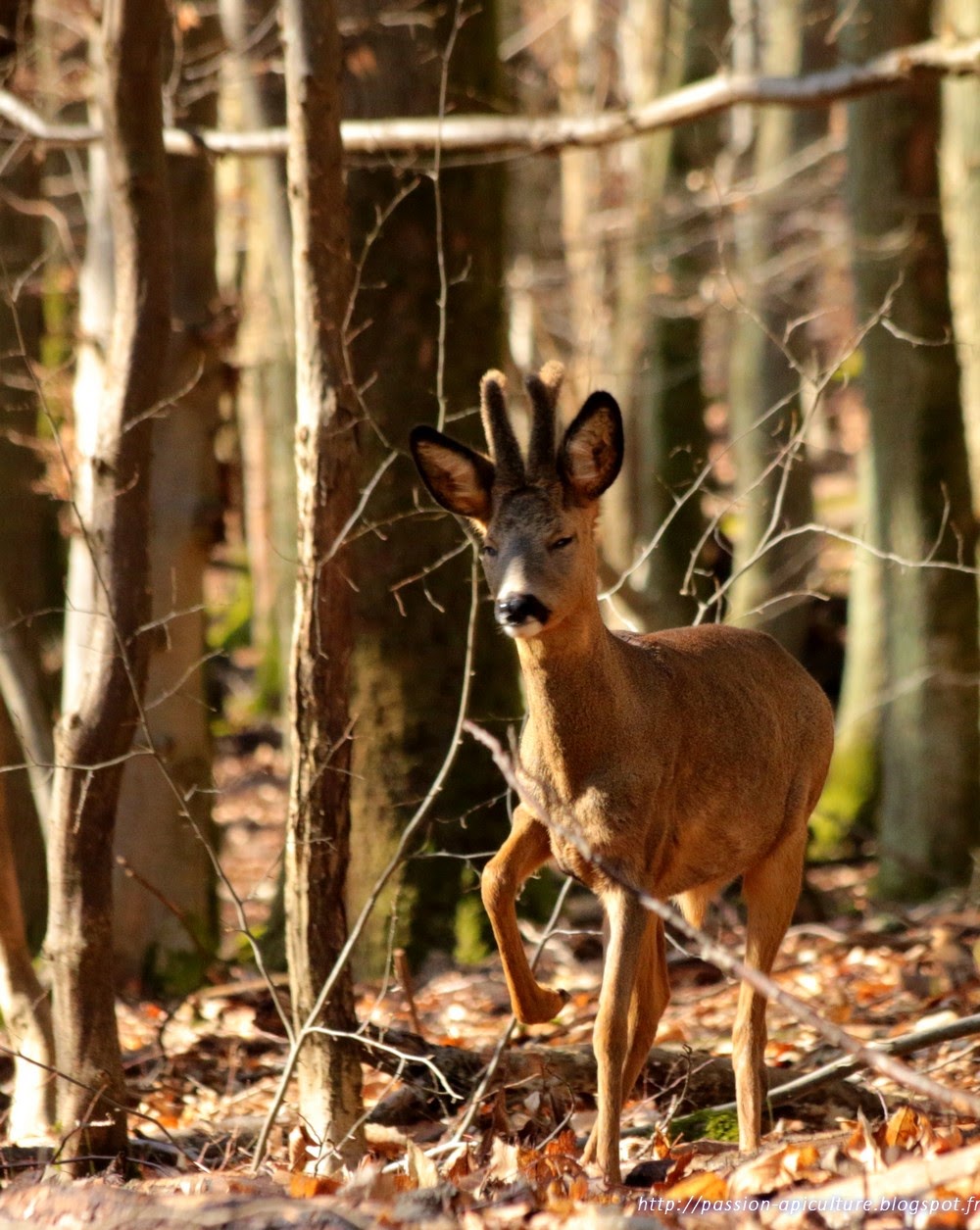 Passion-Apiculture. Le blog de l'Abeille Pat: Brocard en velours du 3 mars