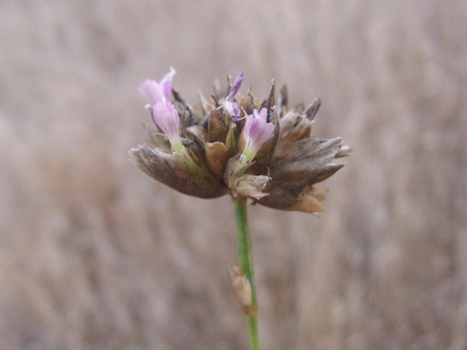 EL BLOG DE CARLOS SUAREZ....: Clavellina salvaje. (Petrorhagia nanteuilii (