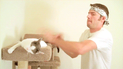 Workout with your cat (8 gifs) | Amazing Creatures