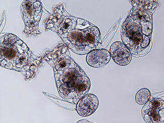 balebete baunajuku: Mengenal Rotifera sebagai Pakan Alami