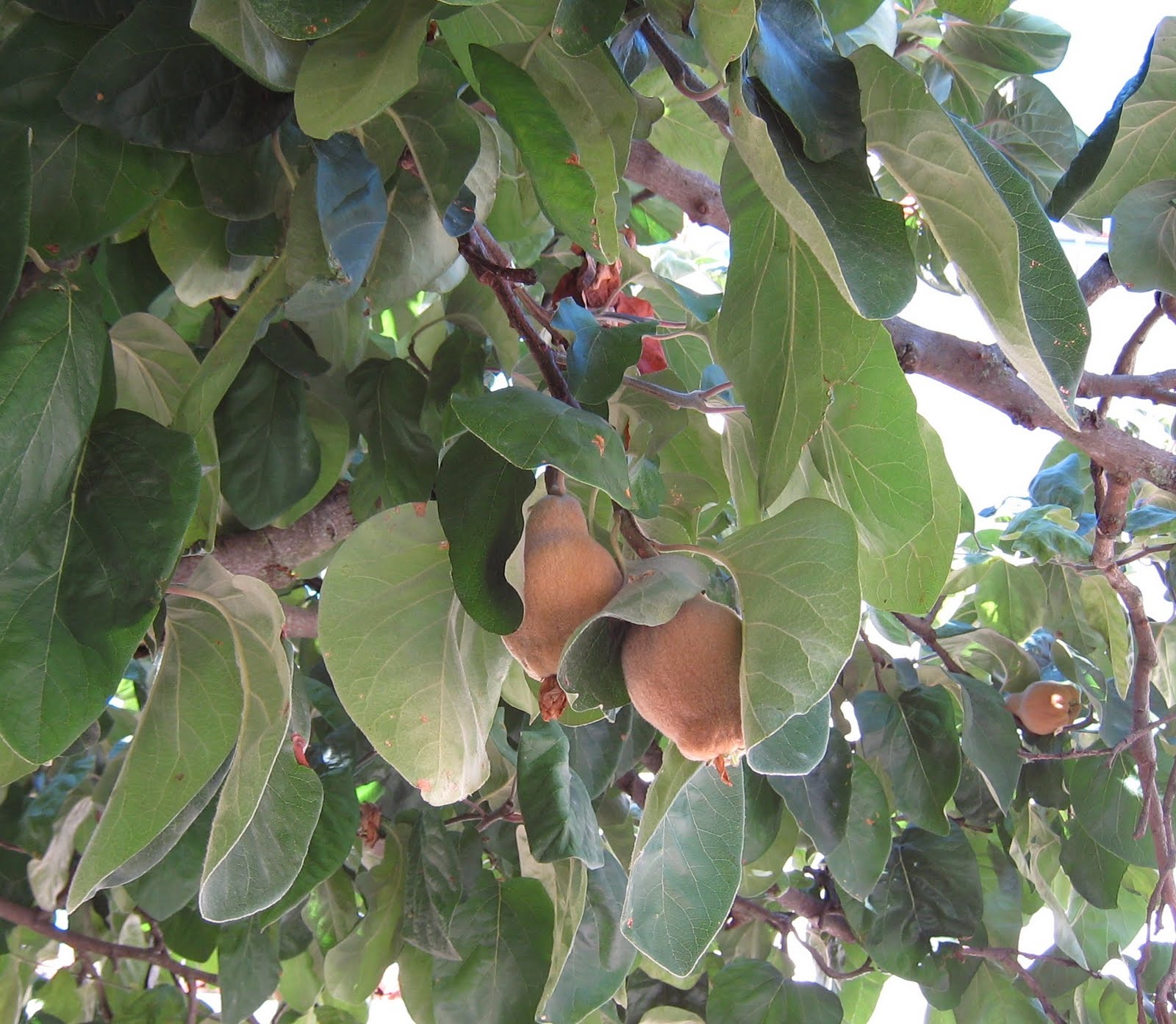 Zagreb Diaries: Interesting Fruits