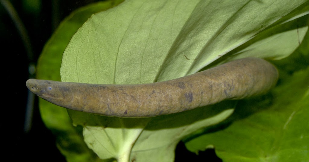 Real Monstrosities: Rubber Eel