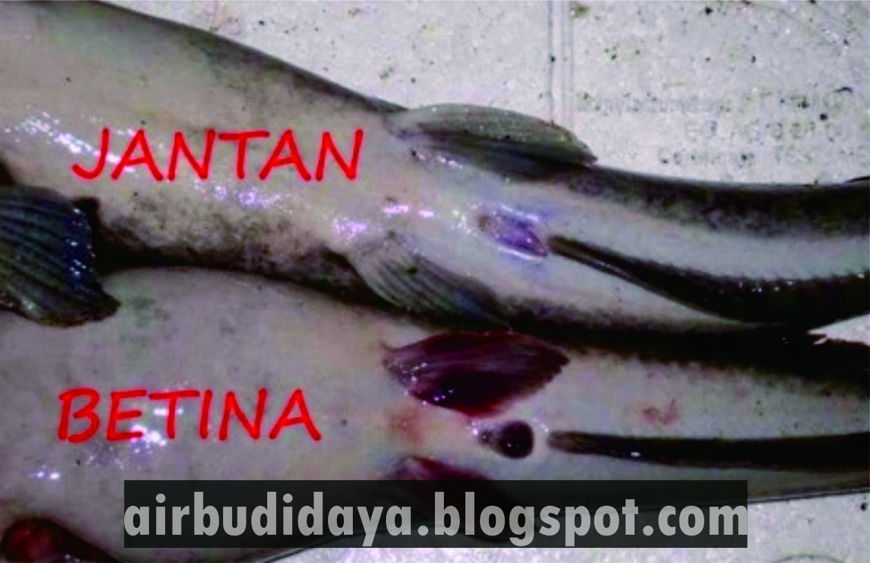 Ciri dan Perbedaan Ikan Lele Jantan dan Betina