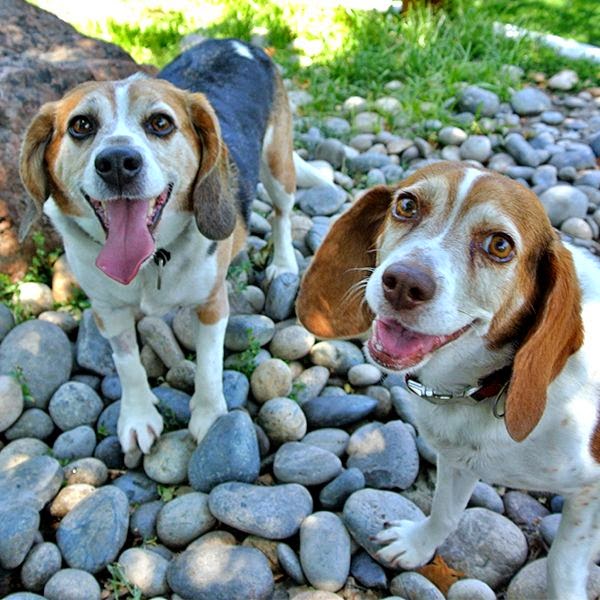 Humane Society Silicon Valley Blog: The HSSV Dogs Practice Their Adopt ...