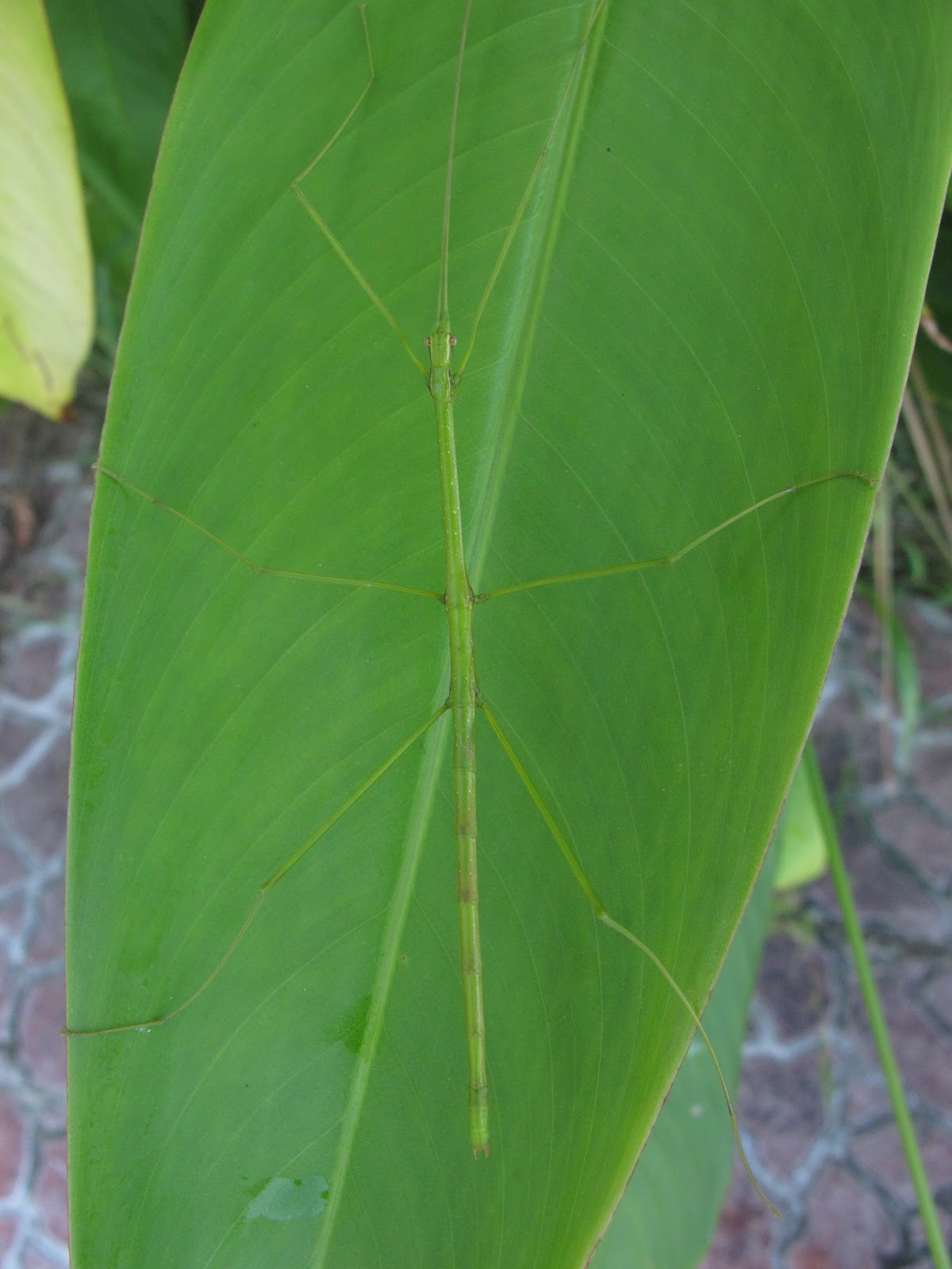 Terres des phasmes: Nymphes et juvéniles