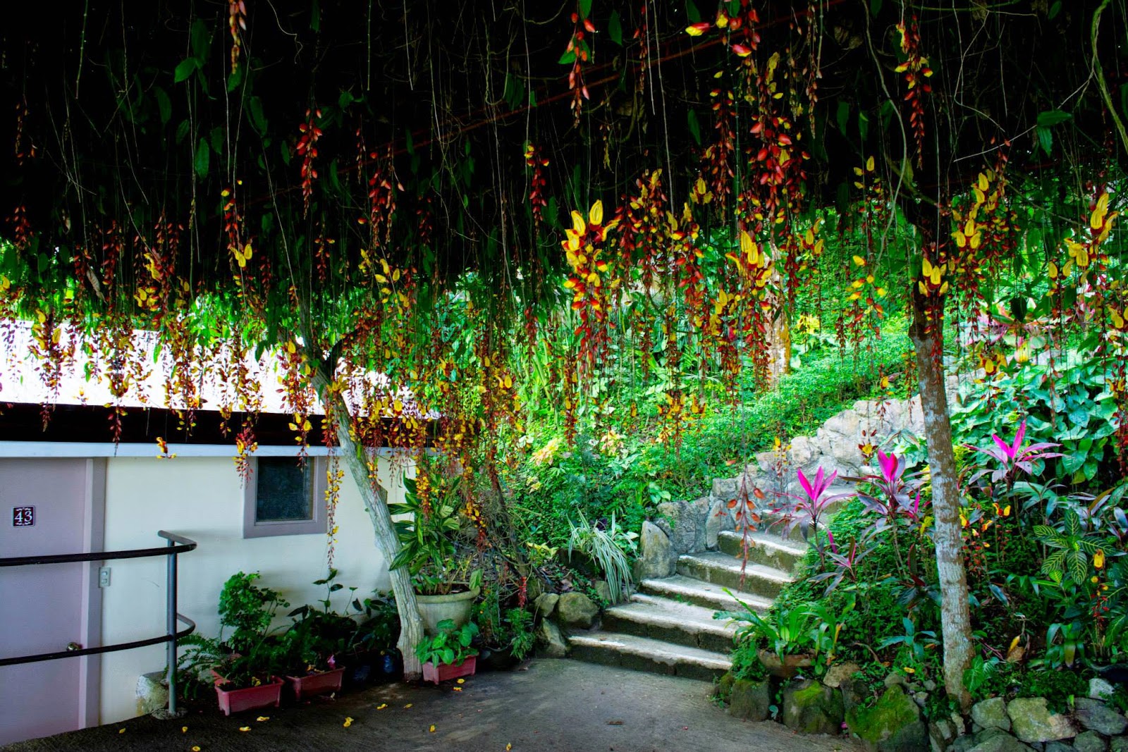 Local Wanderers: Travel: Tops to Mountain View Busay Adventure