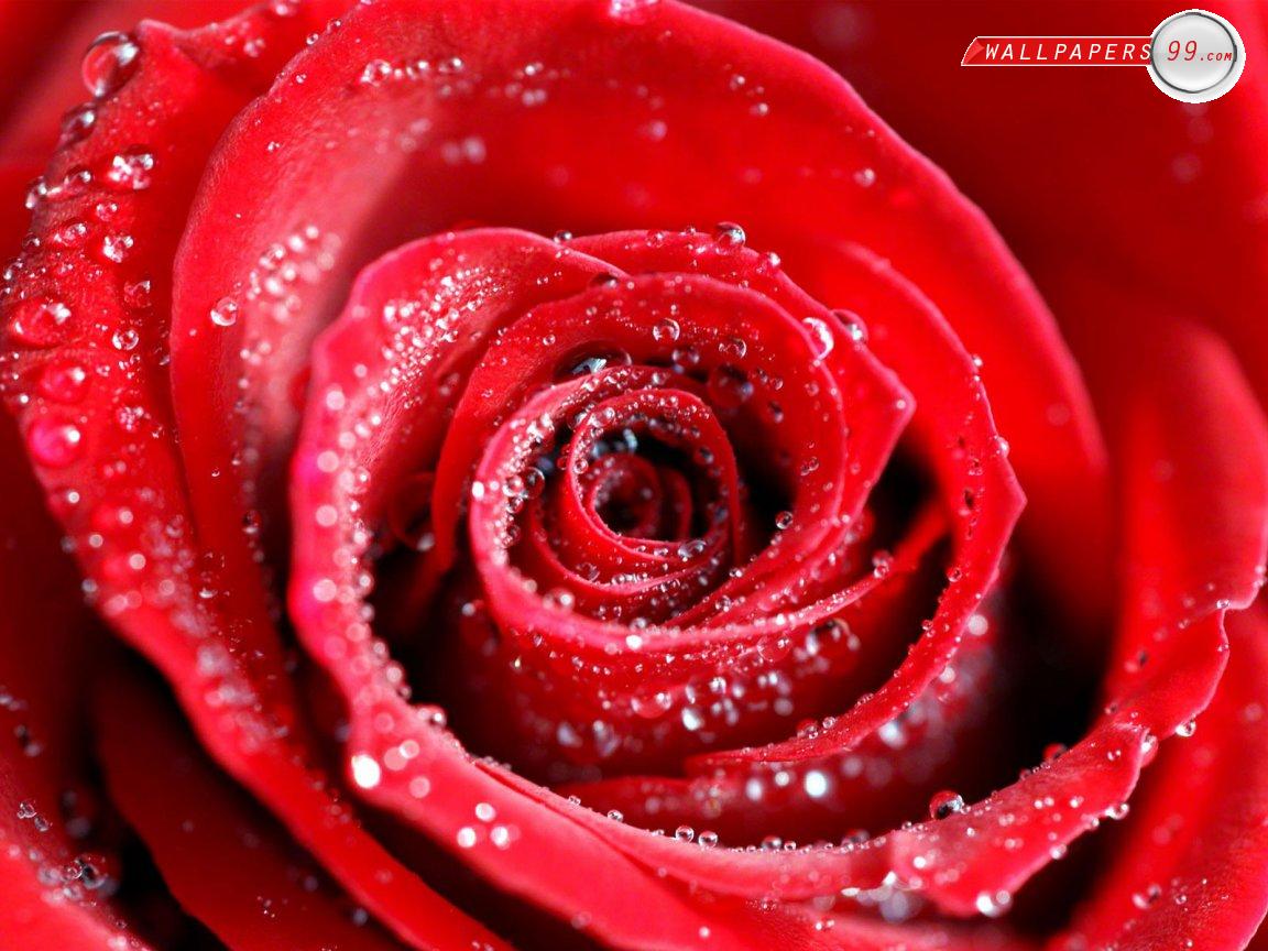 The Peace Rose Wallpapers - Wallpapers