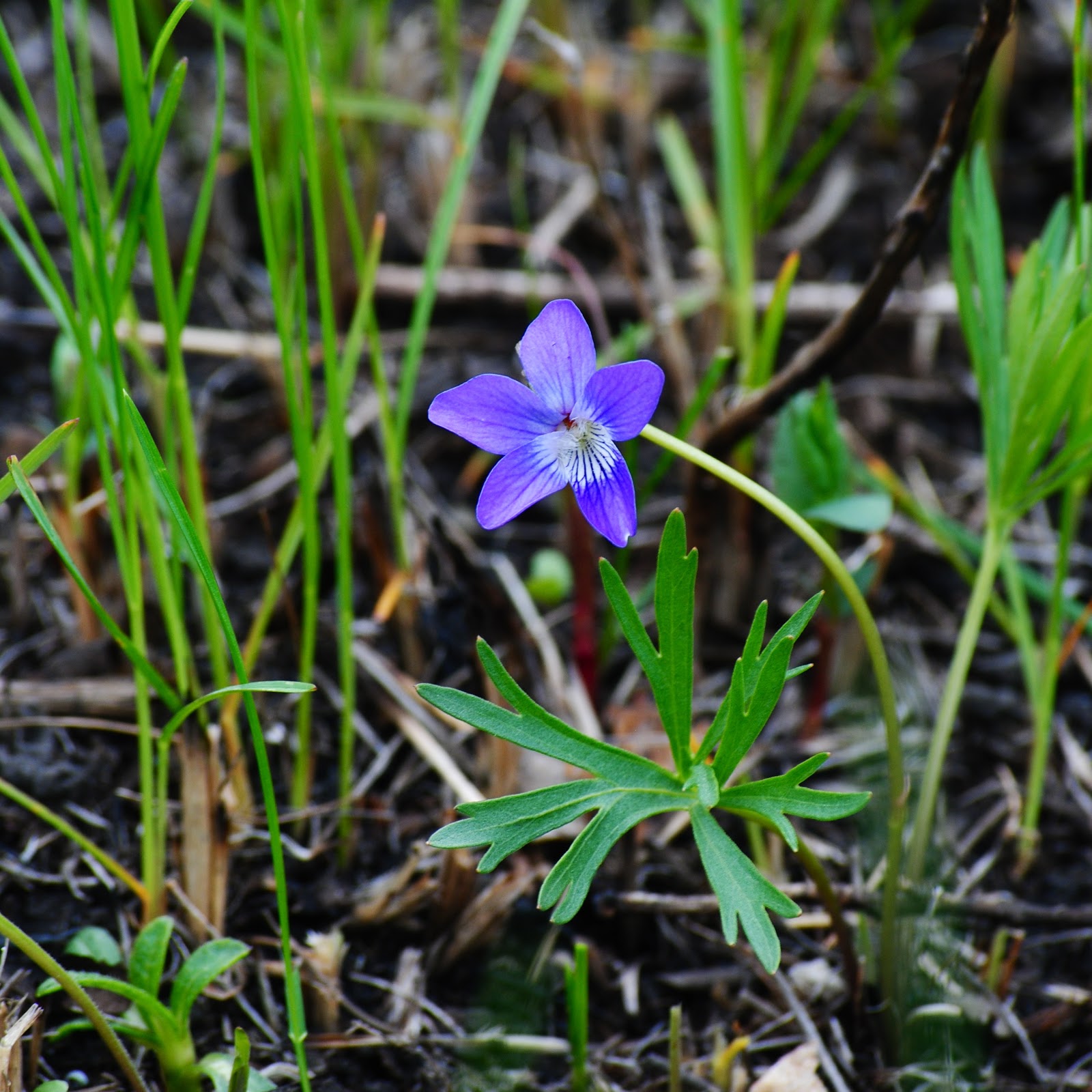 Ecology of Appalachia: Three New Violets