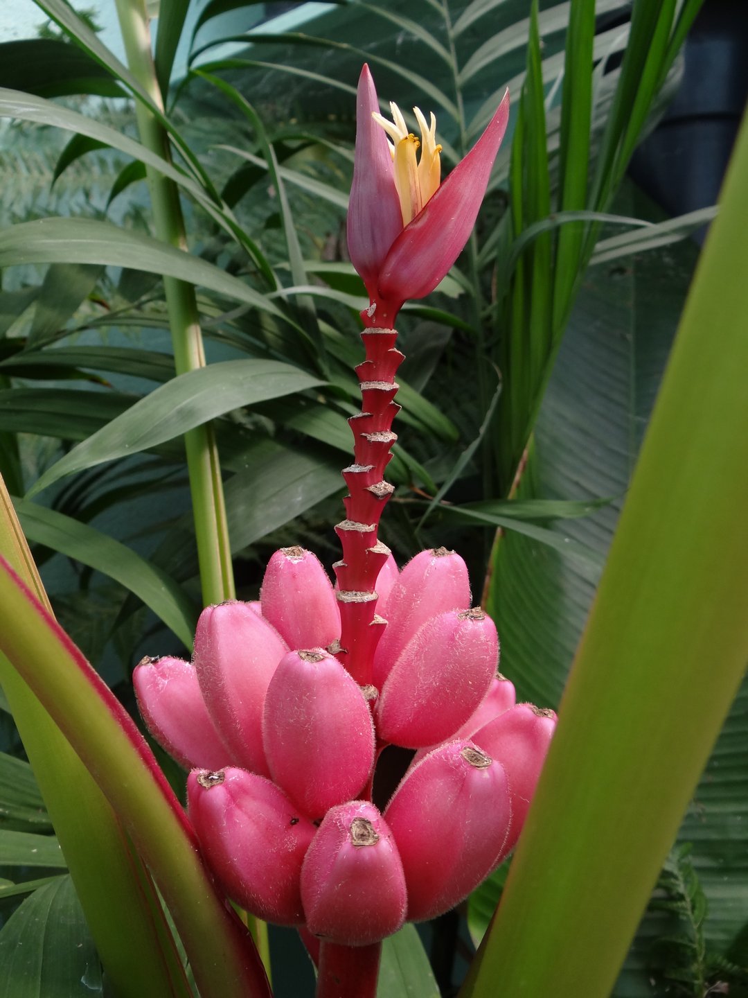 Après les fleurs, voici les bananes roses de Musa velutina