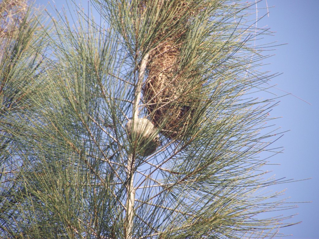 TERCEIRA VIA: Lenda Amazônica: O Japim