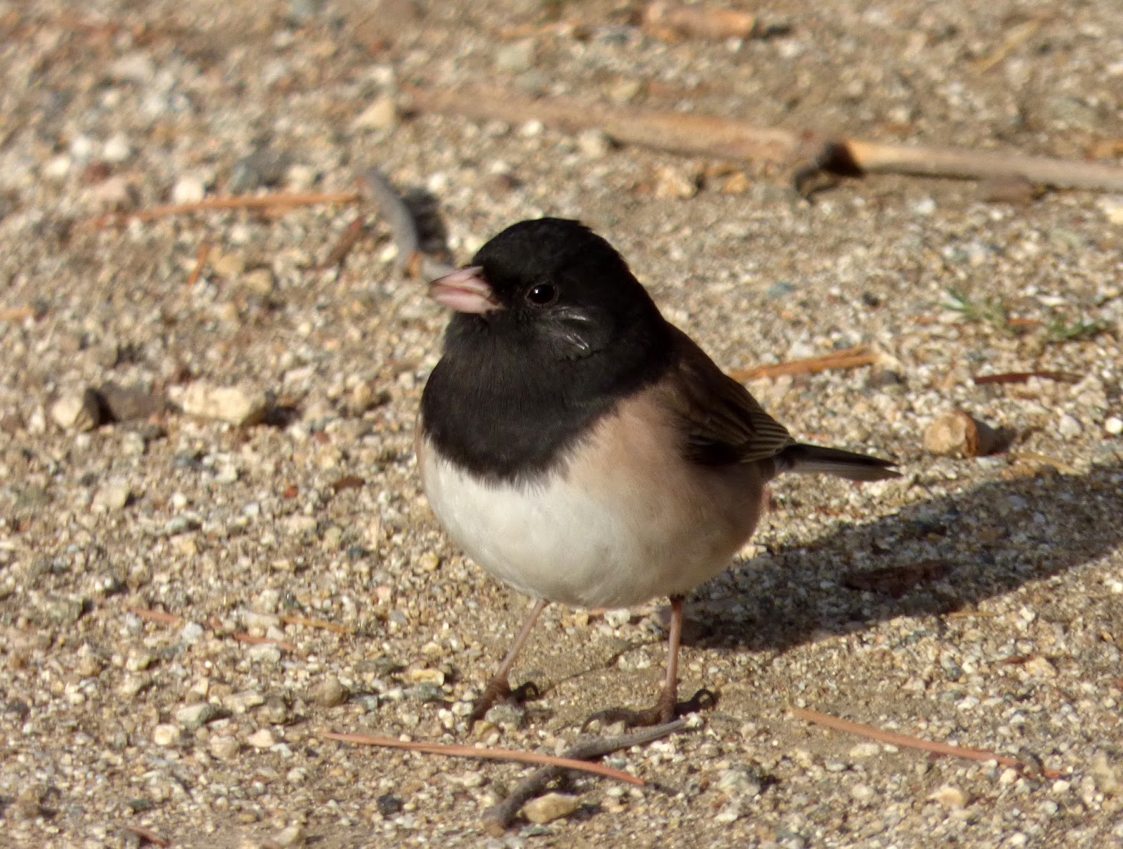 Birds on the brain: Western subspecies: different-looking birds that ...