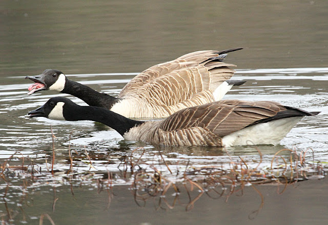 B.I.R.D.: Getting Goosed!