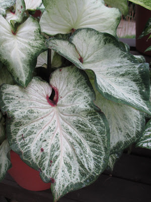 Rotary Botanical Gardens - Hort Blog: Caladium Collection - 2016