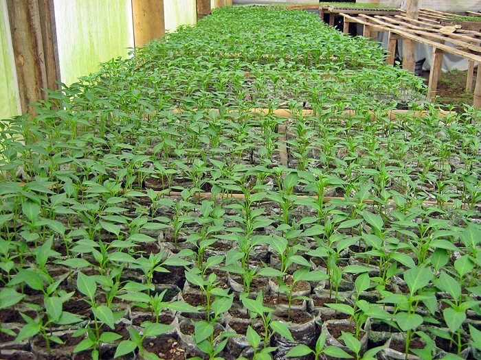 Tips Budidaya Cabe Agar Montok di Awal Tanam - BUDIDAYAKU