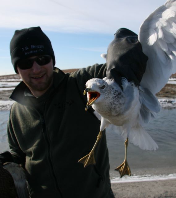 A Life in Waders: Duck Trapping: Week 2