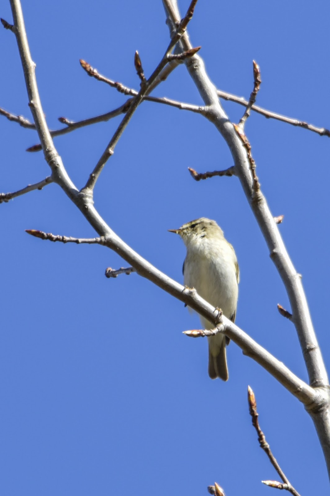 Suomalaista luontoa: PAJULINTU