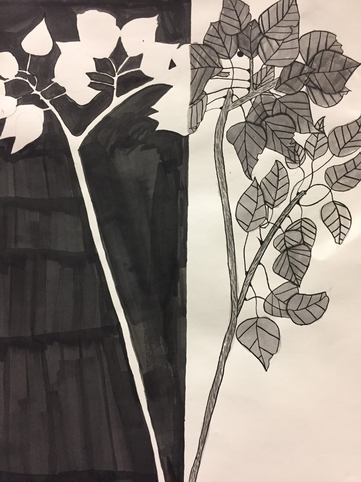 AP Studio Art: Positive & Negative Space Plant Studies