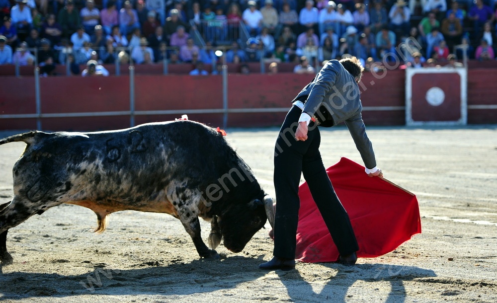 El Redondel Taurino: FOTOS DE MARIO ALCALDE EN ALCÁÇOVAS (PORTUGAL) 14 ...