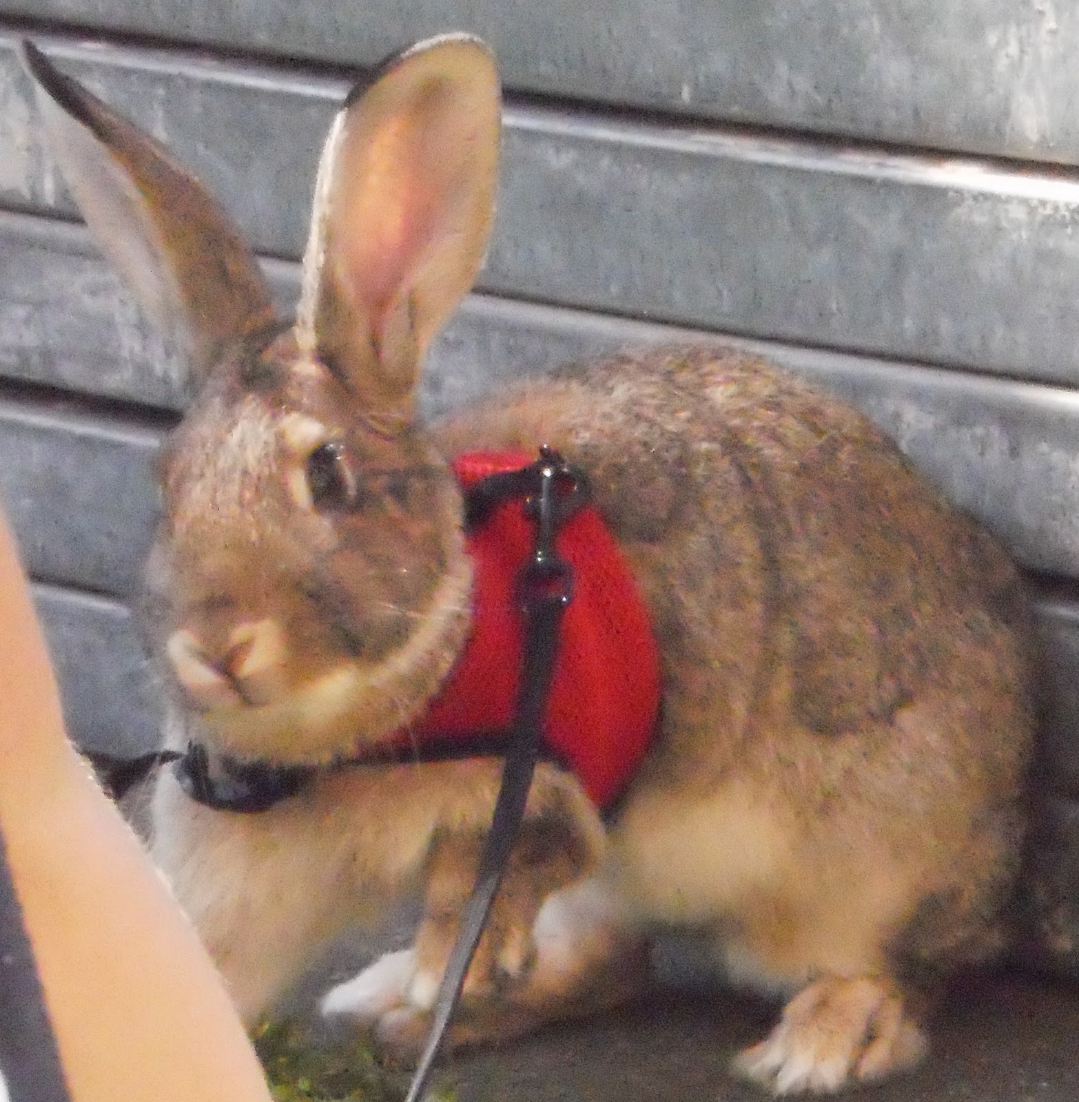 Rabbit Rescue Sanctuary: Kaiser the Gentle Giant Rabbit for Adoption ...