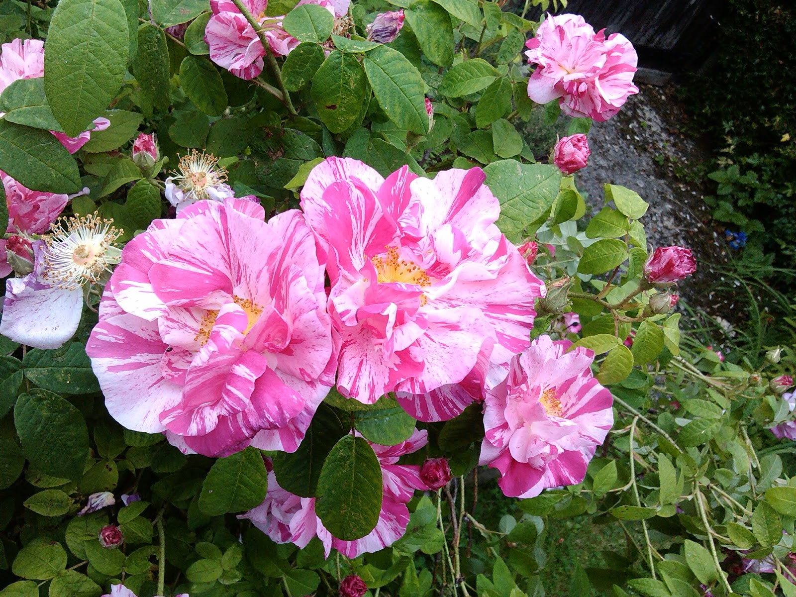 Malcolm Busby Gardener Storyteller Wildlife Surveys: July 2013
