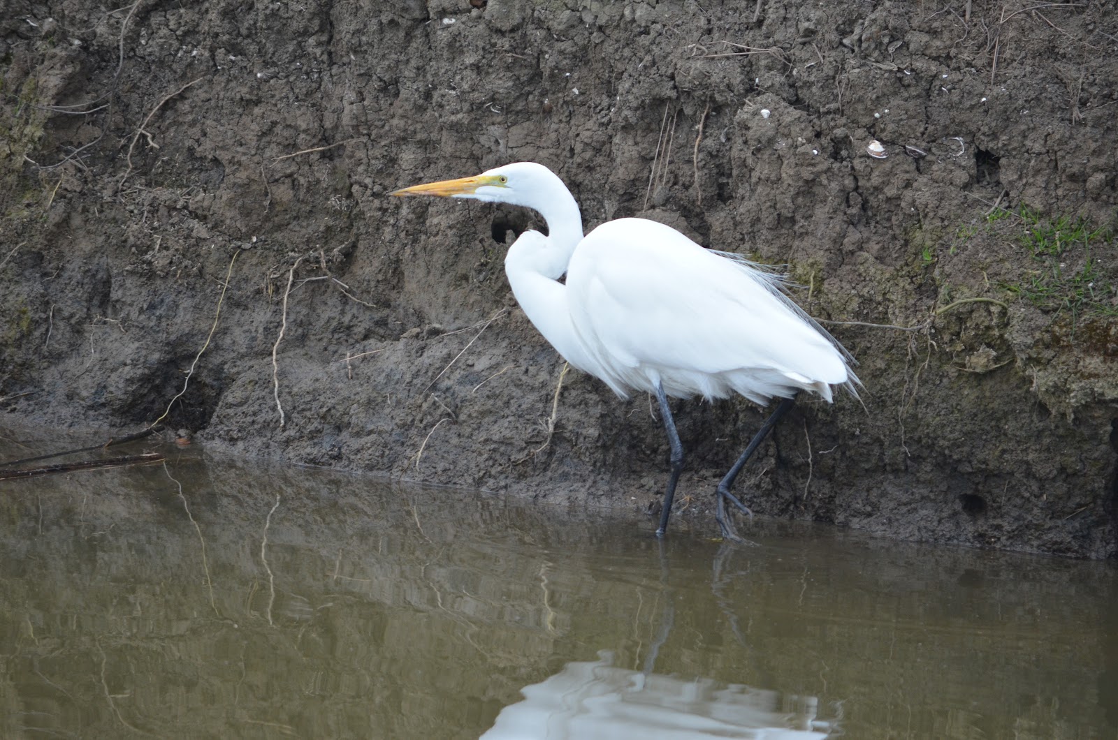Tough is not enough: River Otter & Common Muskrat at Yolo Bypass - Vic ...
