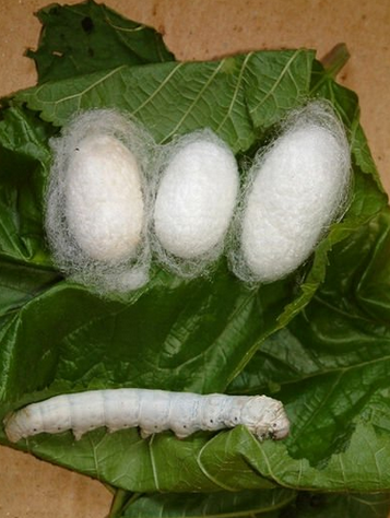 Viajando com o Doki: Doki na China: O bicho da seda