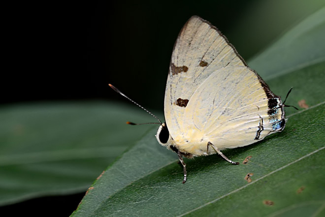 Beauty of Fauna and Flora in Nature: A Rare Lycaenid at Upper Peirce ...