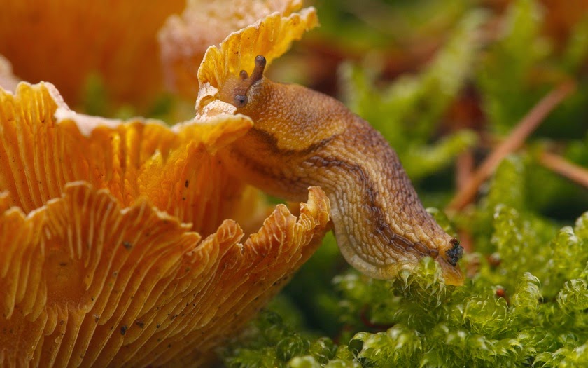 Fotos de bellos hongos coloridos - Fotos Bonitas de Amor | Imágenes ...