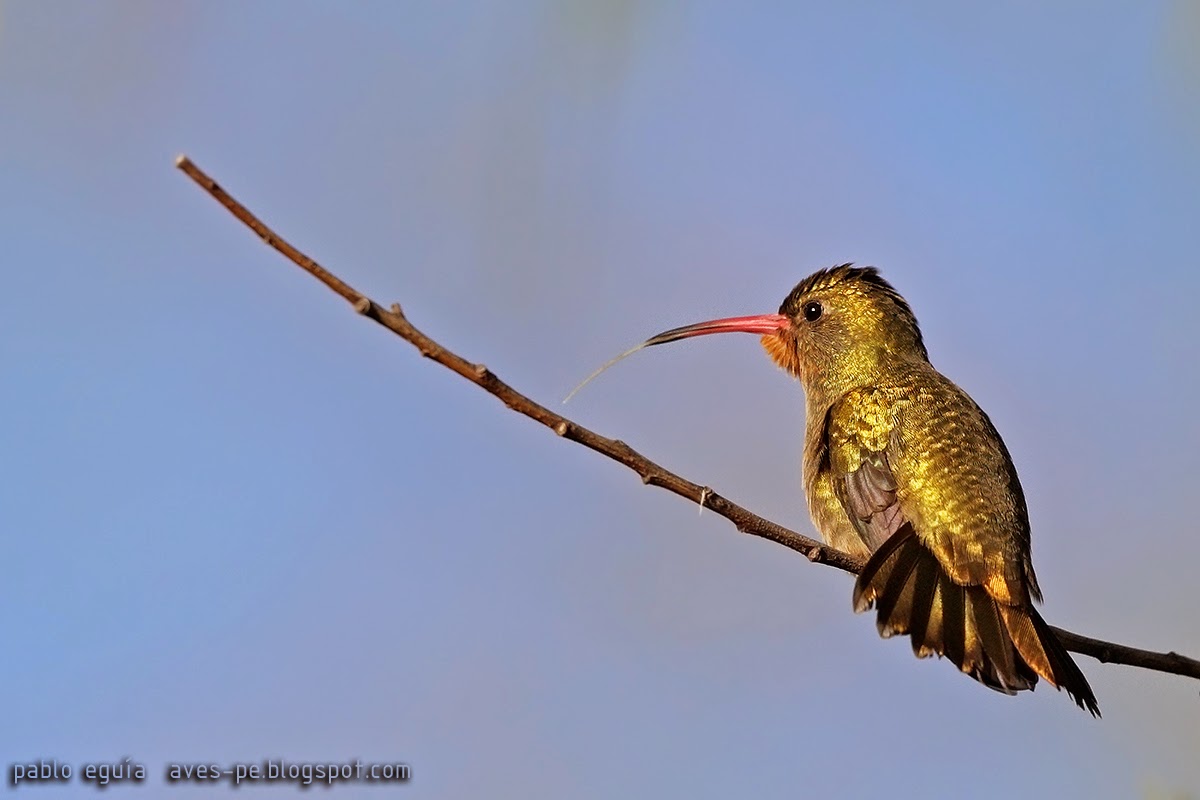 mis fotos de aves: Hylocharis chrysura Picaflor Bronceado Gilded ...