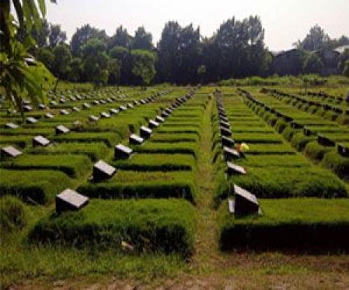 Rumput kuburan , Rumput makam ~ JUAL RUMPUT TAMAN DAN BIBIT RUMPUT TERNAK