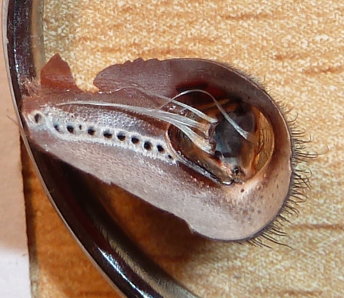 Dave Hubble's ecology spot: Tarantula anatomy III: the appendages