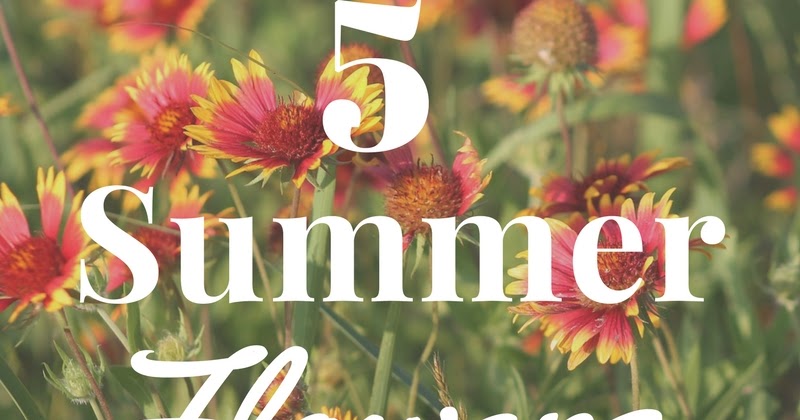 Star Nursery Blog: 5 No-Stress Summer Flowers That Last