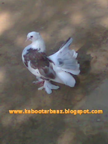 Fancy Lakay Pigeon photo, Kabootar Baazi in Pakistan