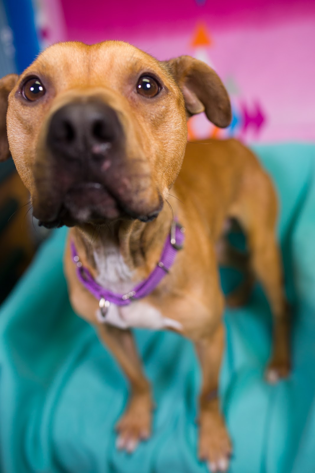 Shelter Dogs of Portland: 2018