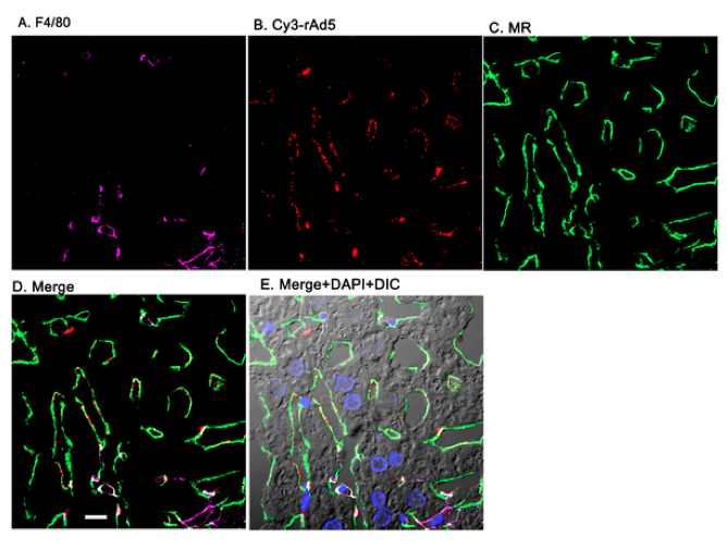 Rule of 6ix: Your liver as a viral filter - who, what, where, why?