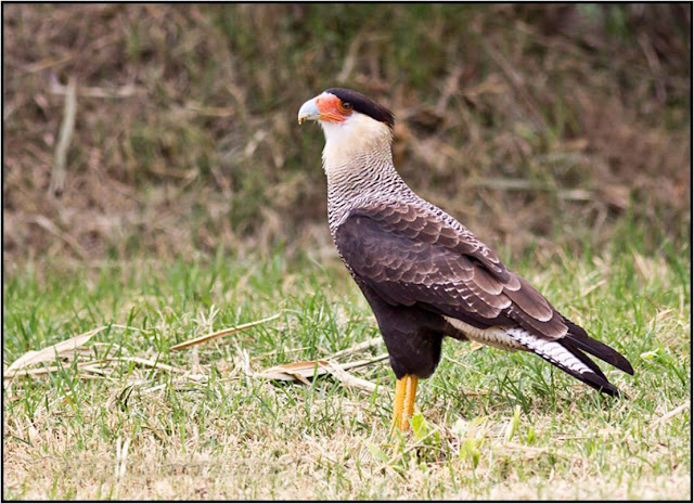 A selection of some of the more colourful birds of Argentina ...